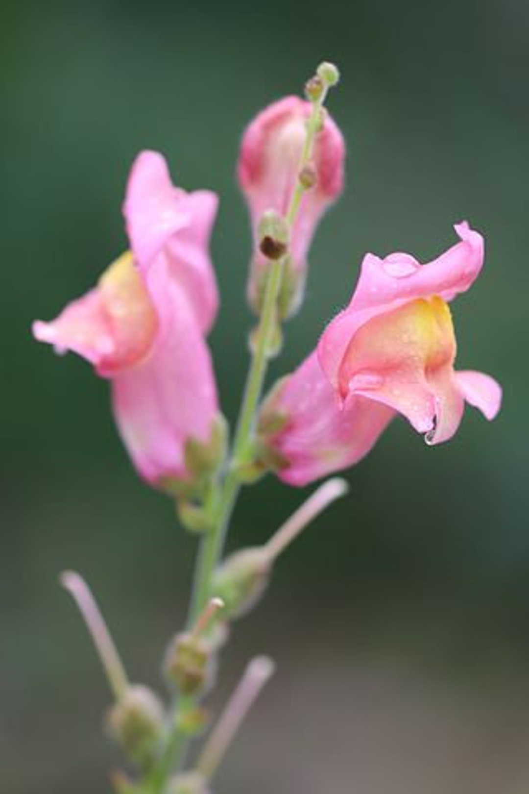 SNAPDRAGON MIX Seeds - Etsy