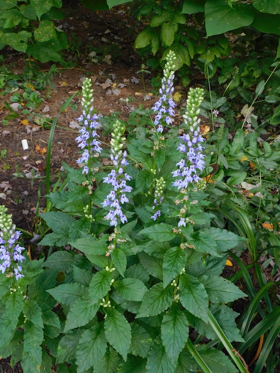 About Blue Cardinal Flower