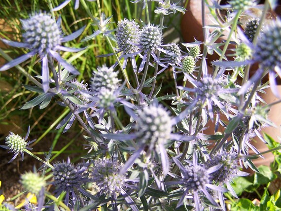SEA HOLLY eryngium Blue Glitter Seeds - Etsy