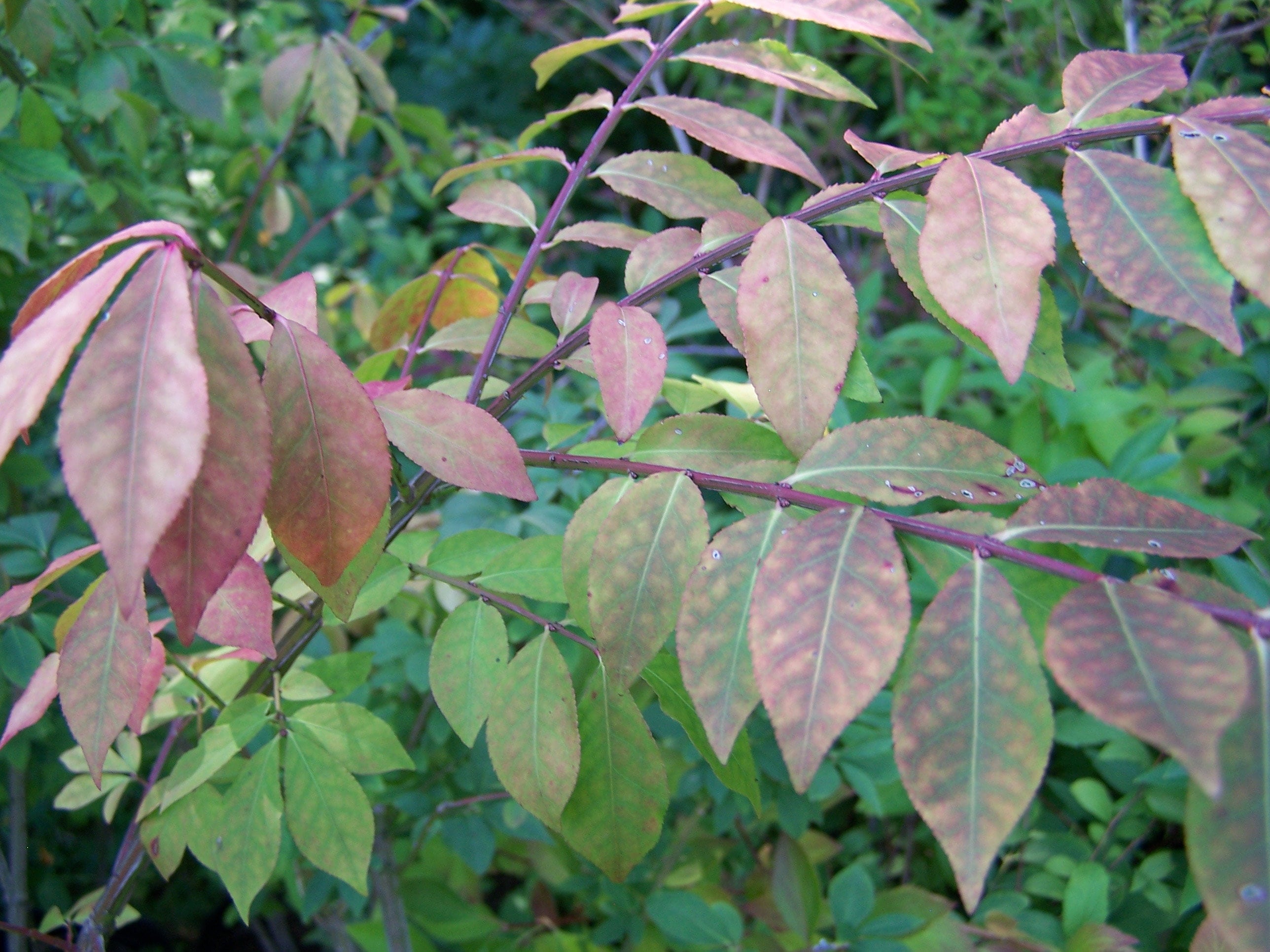 BURNING BUSH Seeds - Etsy