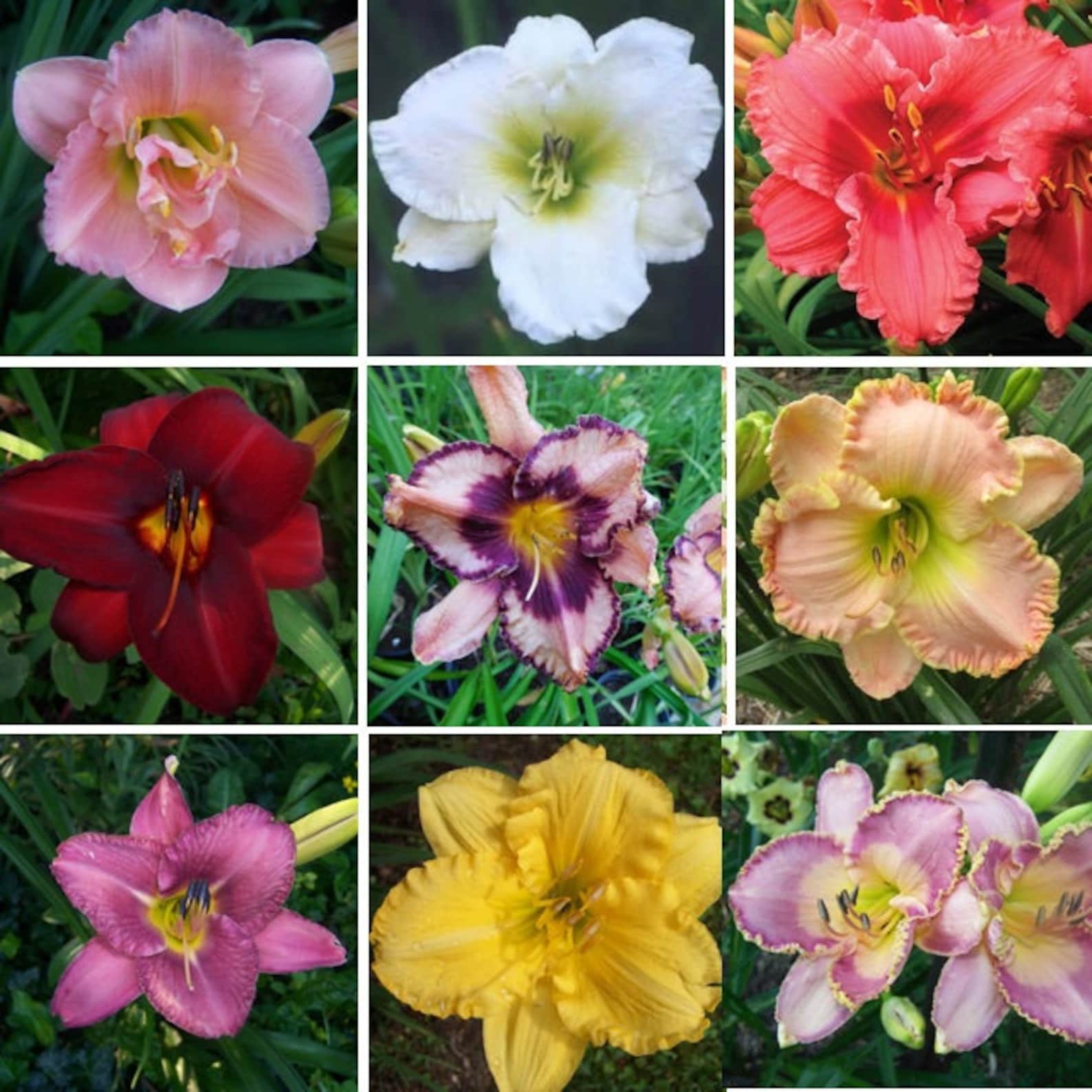 DAYLILY MIX Seeds - Etsy