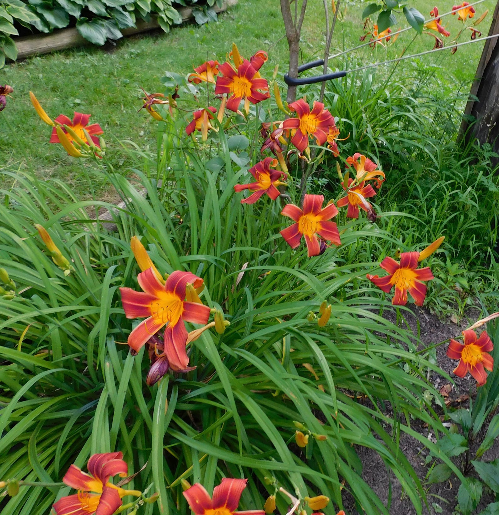 RED MAGIC DAYLILY - Etsy