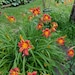 RED MAGIC DAYLILY - Etsy