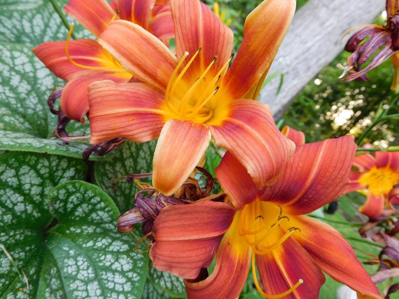 RED MAGIC DAYLILY - Etsy