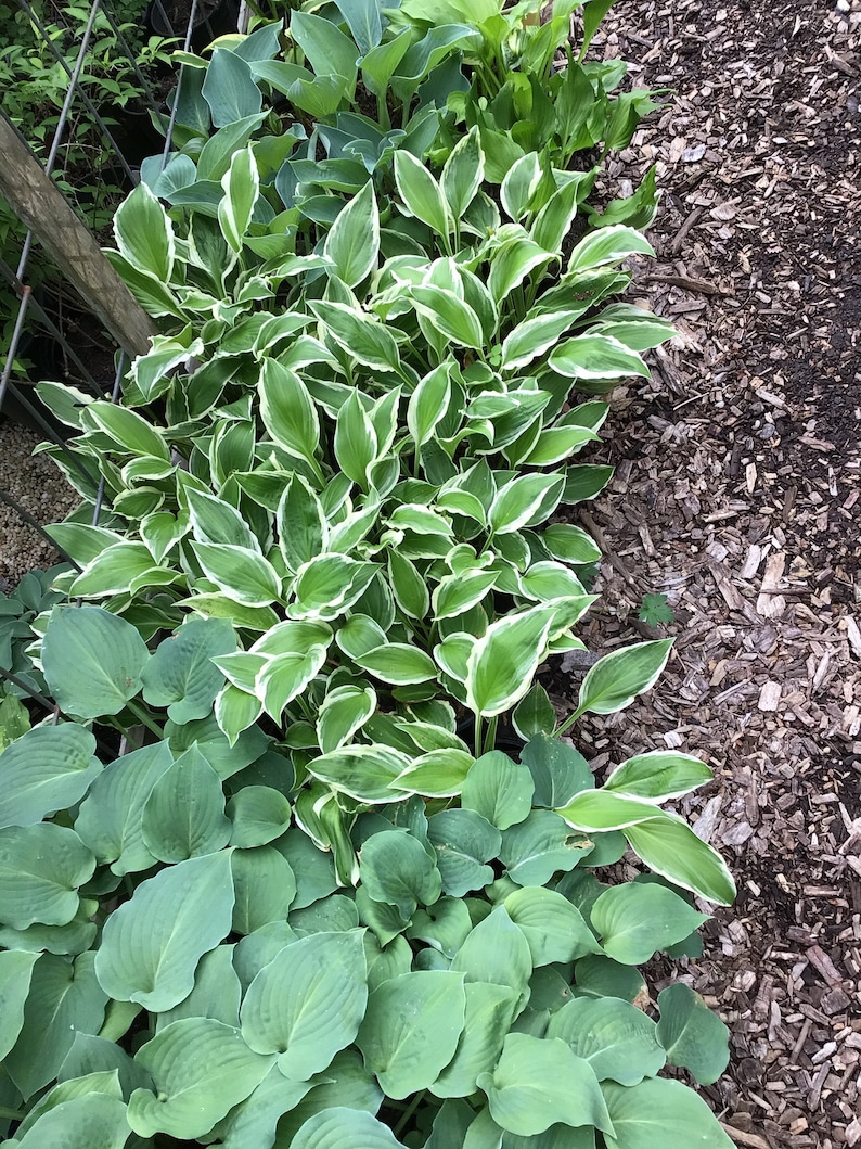 30 Plus HOSTA MIX SEEDS - Etsy