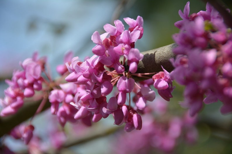 EASTERN REDBUD TREE Seeds - Etsy