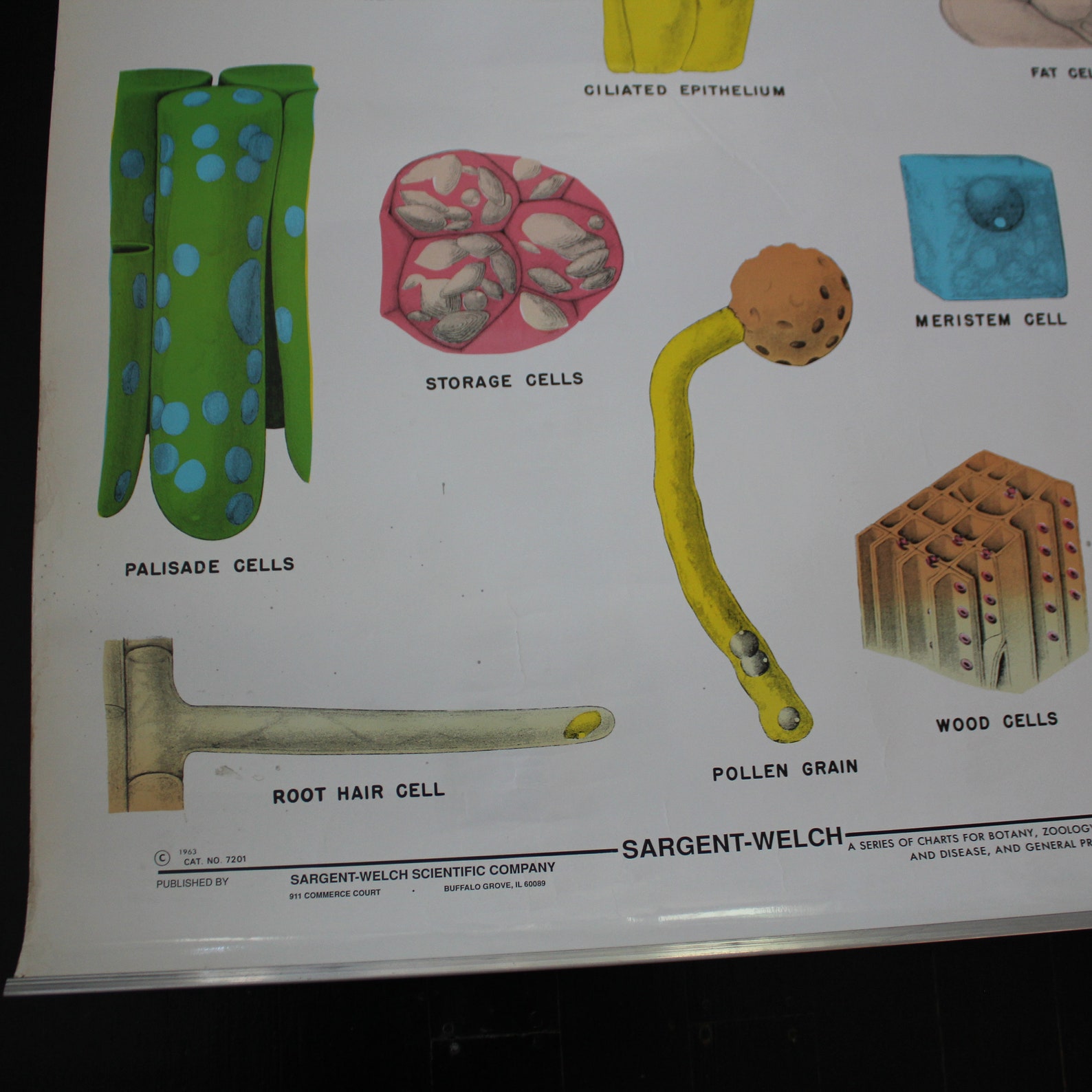 Typical Cells Scientific Classroom Illustration Poster Chart - Etsy