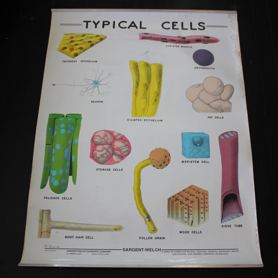 Large Size Typical Cells Scientific Classroom Illustration Poster Chart ...