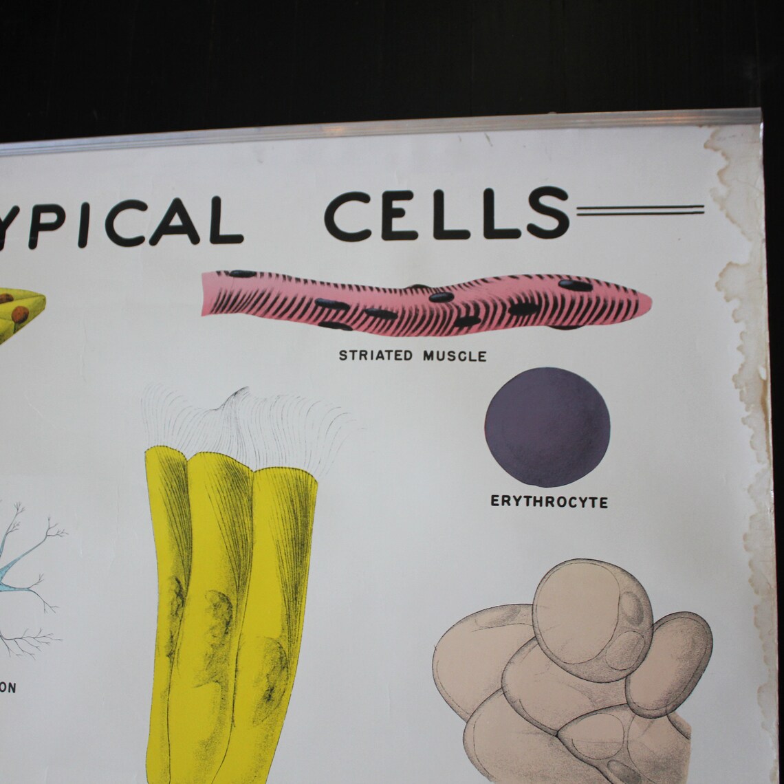 Large Size Typical Cells Scientific Classroom Illustration Poster Chart ...