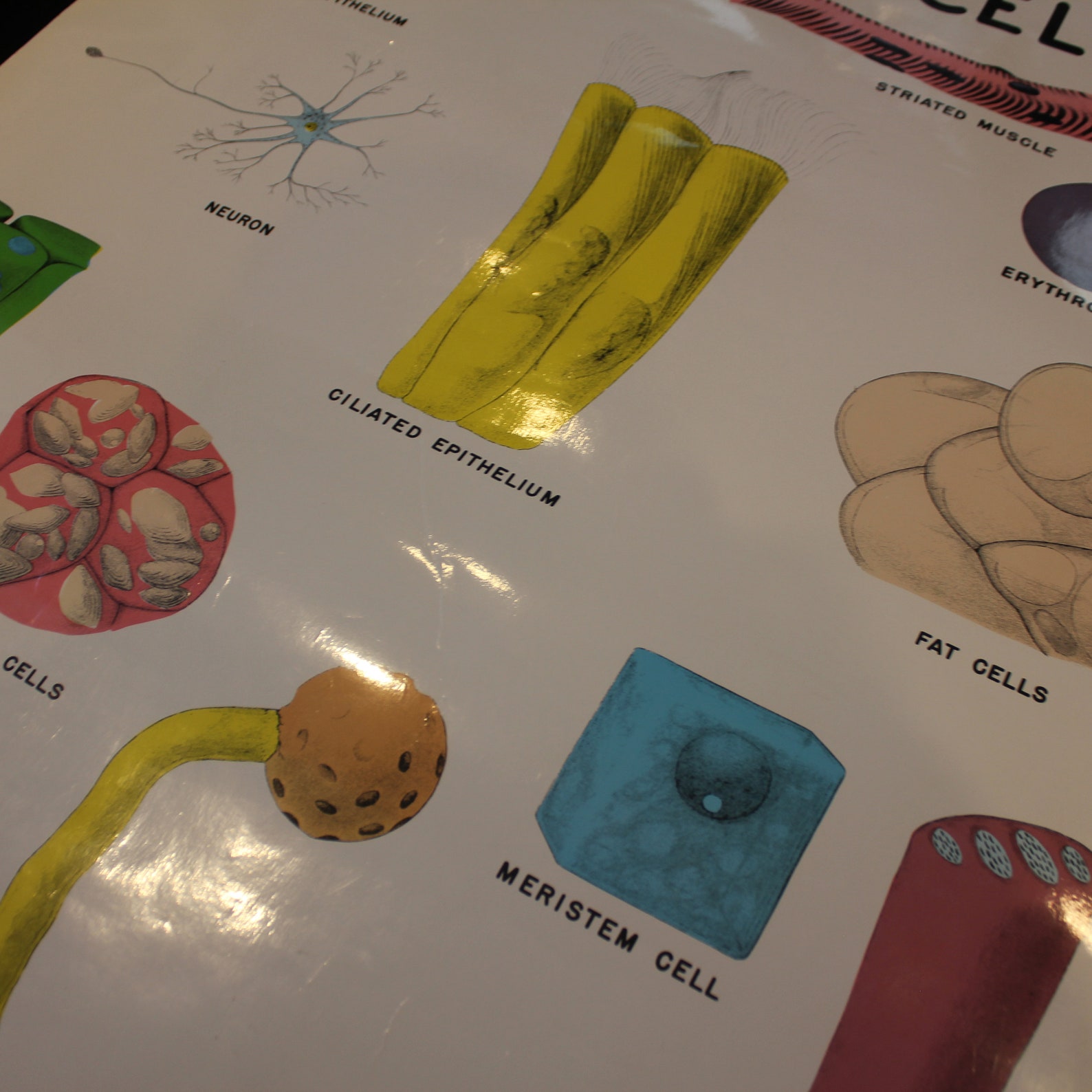 Typical Cells Scientific Classroom Illustration Poster Chart - Etsy