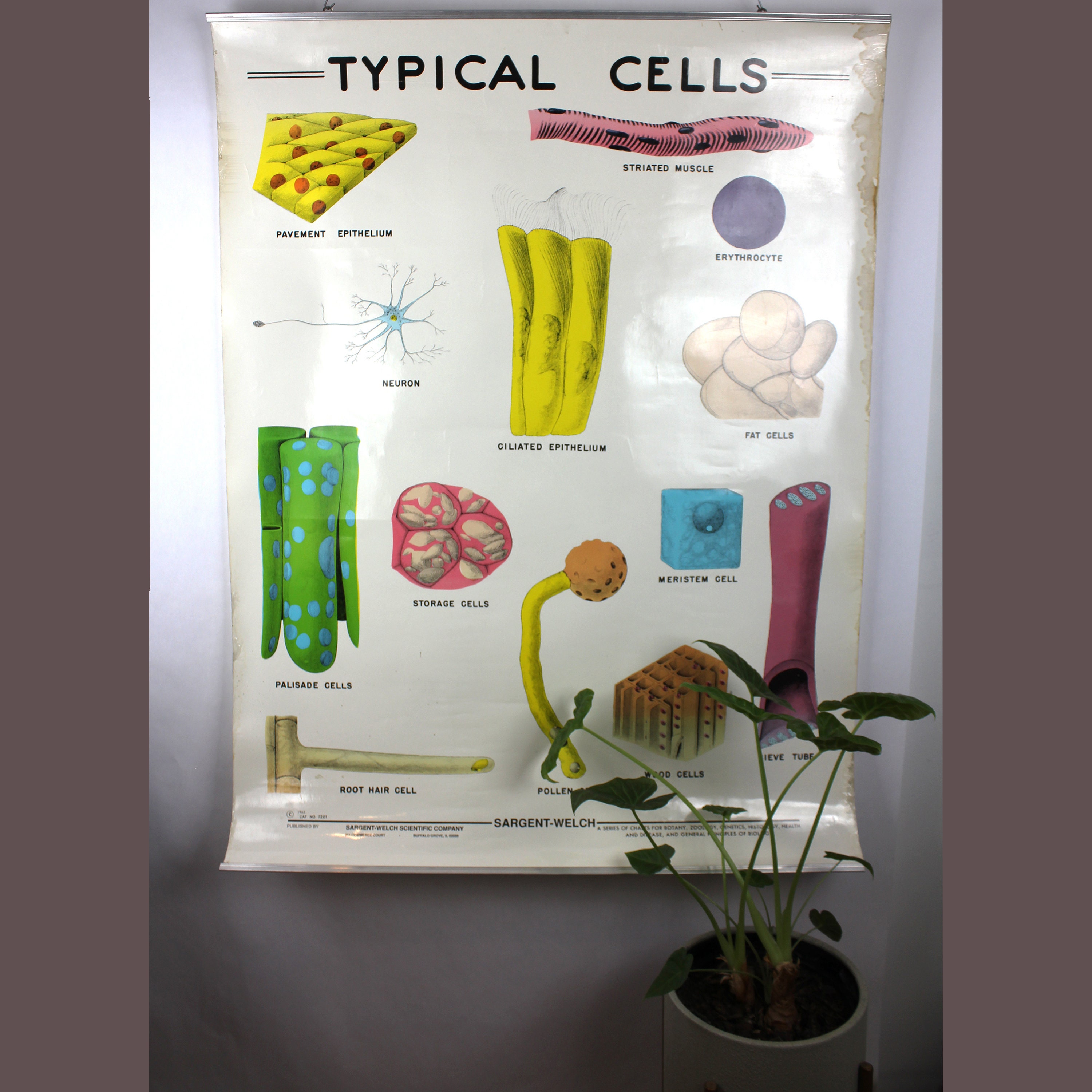 Typical Cells Scientific Classroom Illustration Poster Chart - Etsy