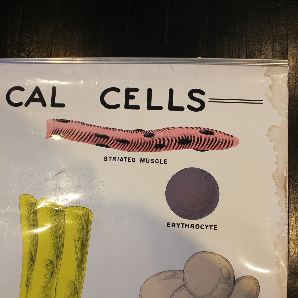Large Size Typical Cells Scientific Classroom Illustration Poster Chart ...