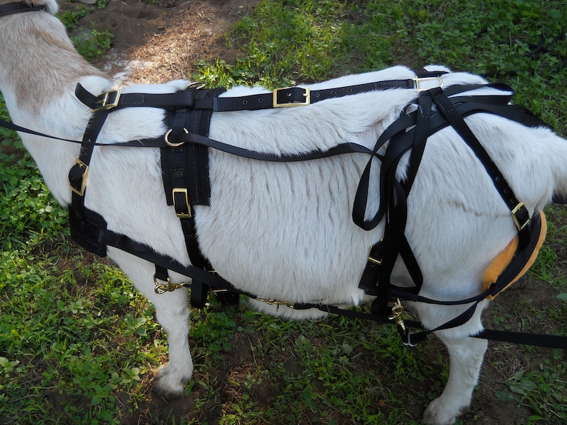 Goat Harness Nylon Web - Etsy