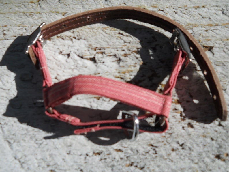 Lightweight Adjustable Goat Halter Pygmy and Nigerian Dwarf With Lead ...