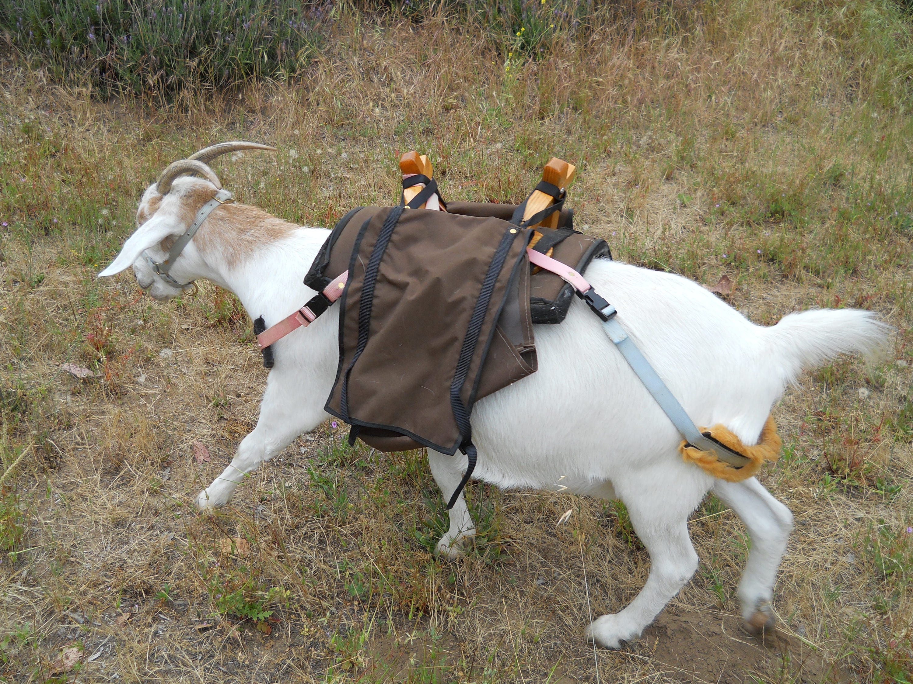 Goat or Small Mini Horse Adjustable Pack Saddle