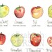Apple Chart Watercolor Art Print Cheerful Decor for Home Kitchen ...