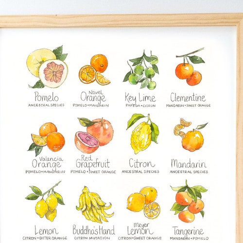 Fruit Print Watercolor Fruit Poster Watercolor Kitchen Art - Etsy