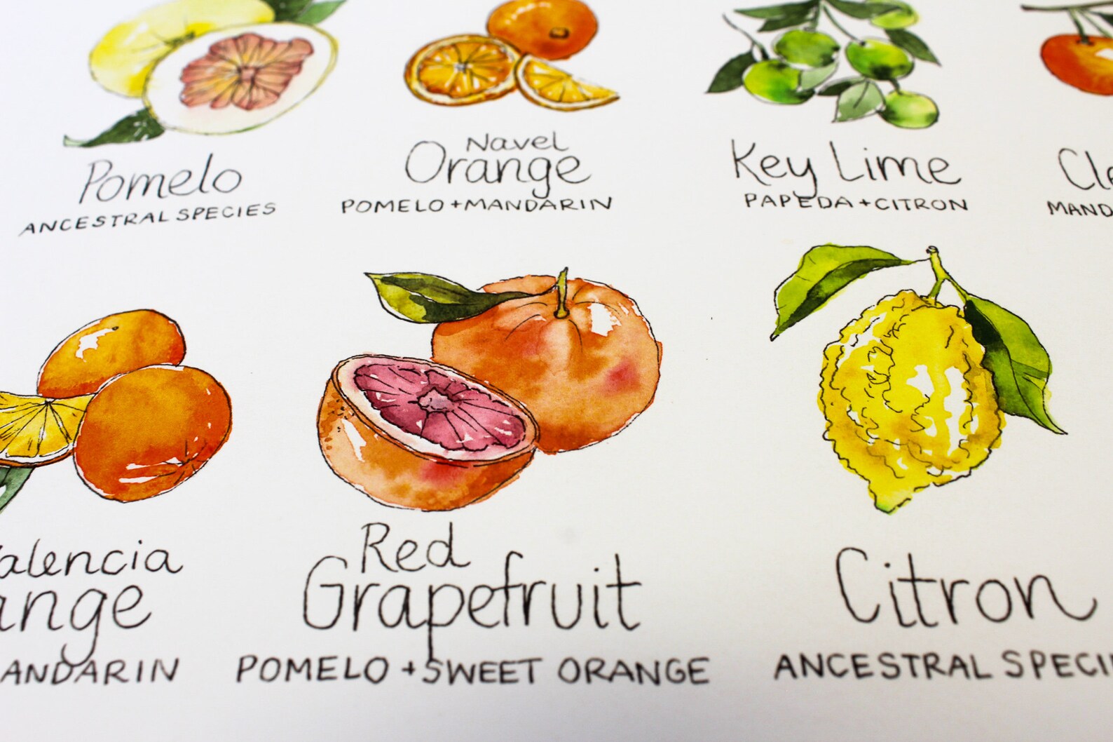 Citrus Chart Watercolor Art Print Cheerful Decor for Home Kitchen ...