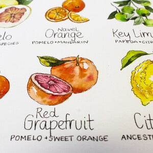 Citrus Chart Watercolor Art Print Cheerful Decor for Home Kitchen ...