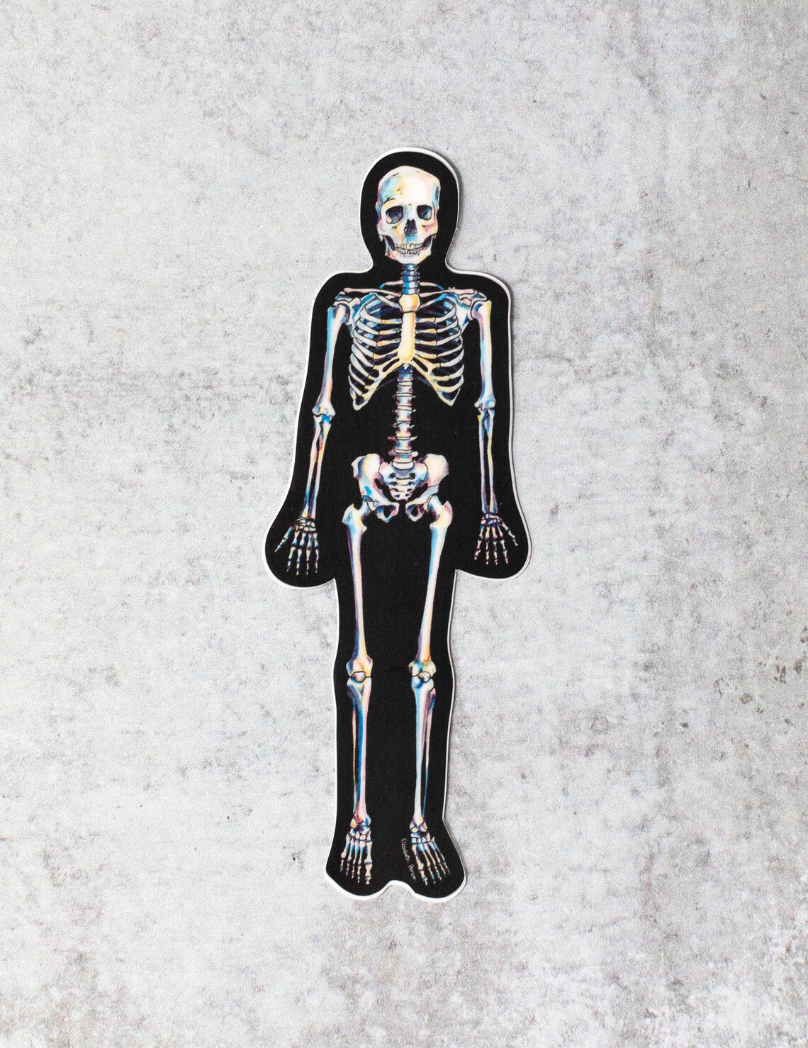 Skeleton Sticker Human Bone Structure PT Physical Therapist - Etsy