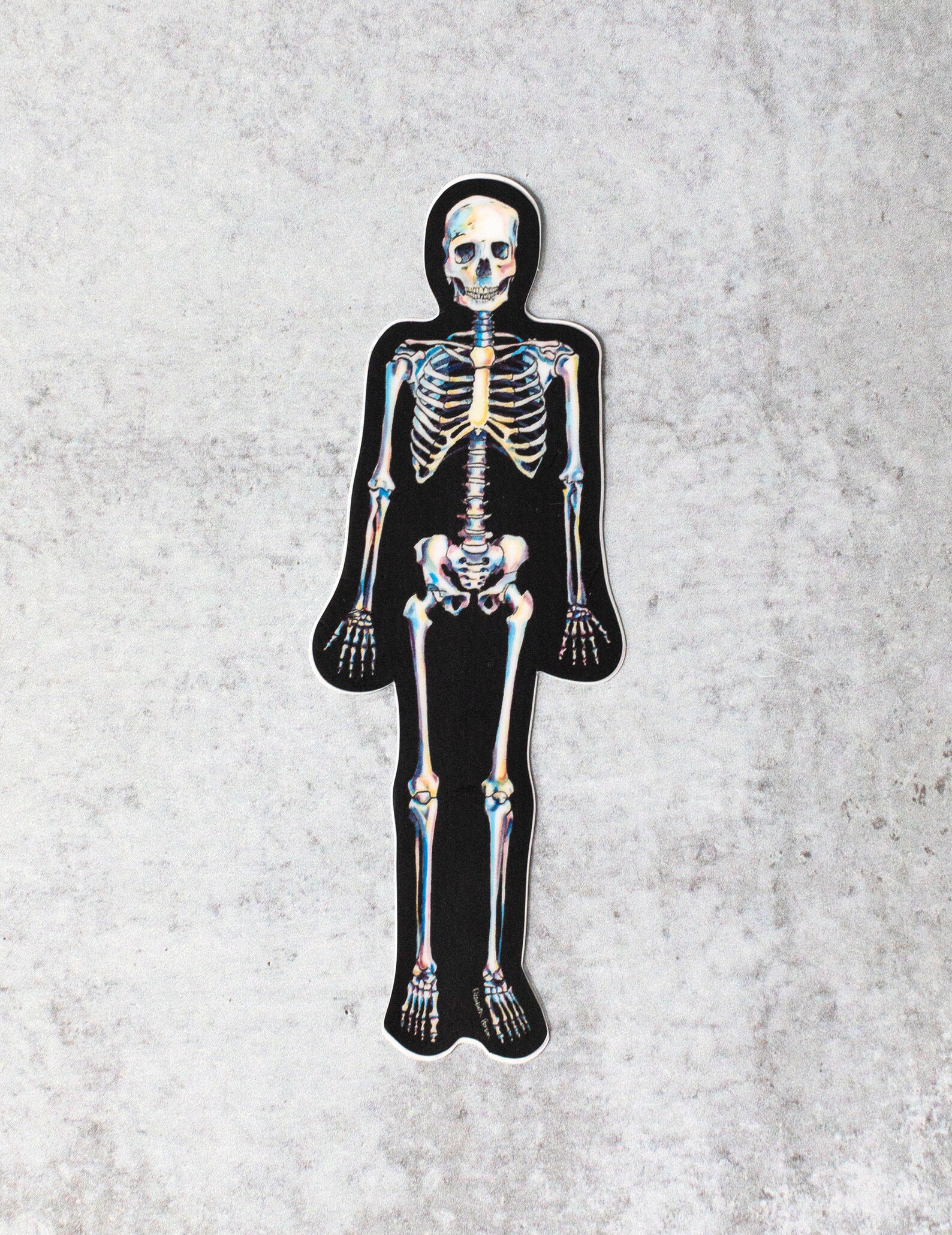 Skeleton Sticker Human Bone Structure PT Physical Therapist - Etsy