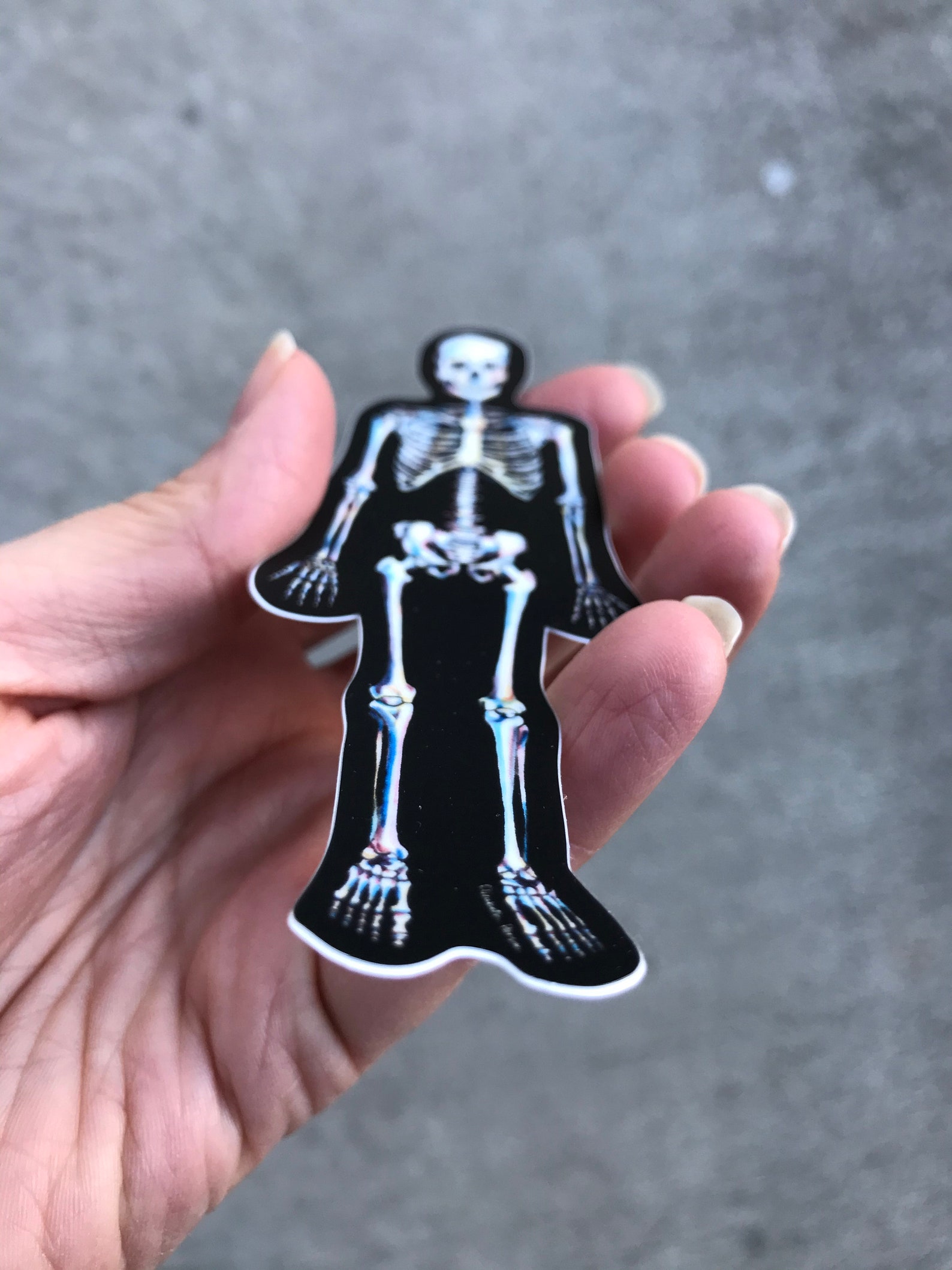 Skeleton Sticker Human Bone Structure PT Physical Therapist | Etsy
