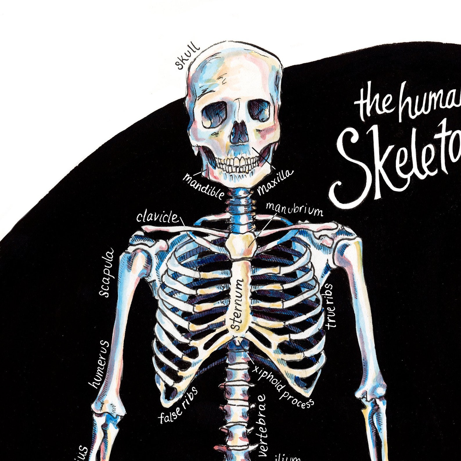 The Human Skeleton Watercolor Illustration Medical Anatomy Art | Etsy