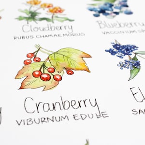 Berry Chart Watercolor Art Print Cheerful Decor for Home Kitchen ...