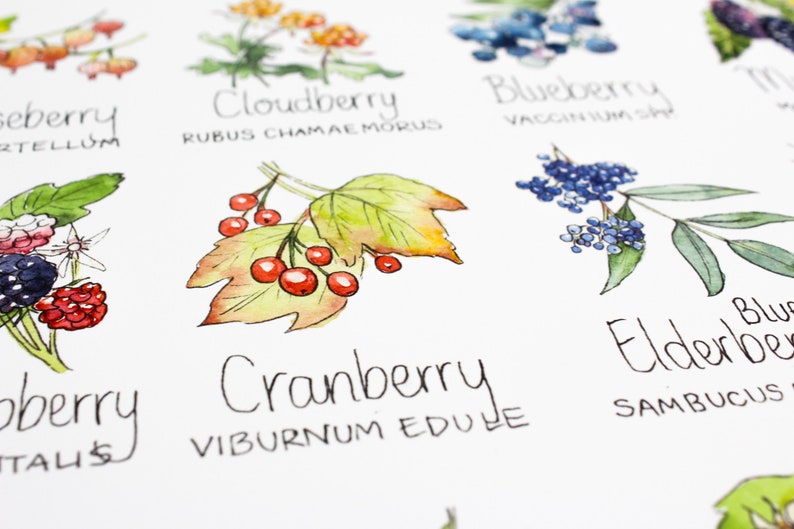 Berry Chart Watercolor Art Print Cheerful Decor for Home - Etsy