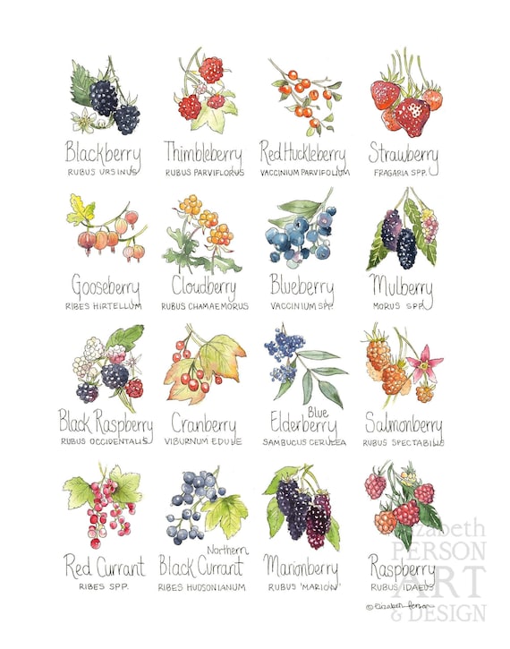 Berry Chart Watercolor Art Print Cheerful Decor for Home - Etsy
