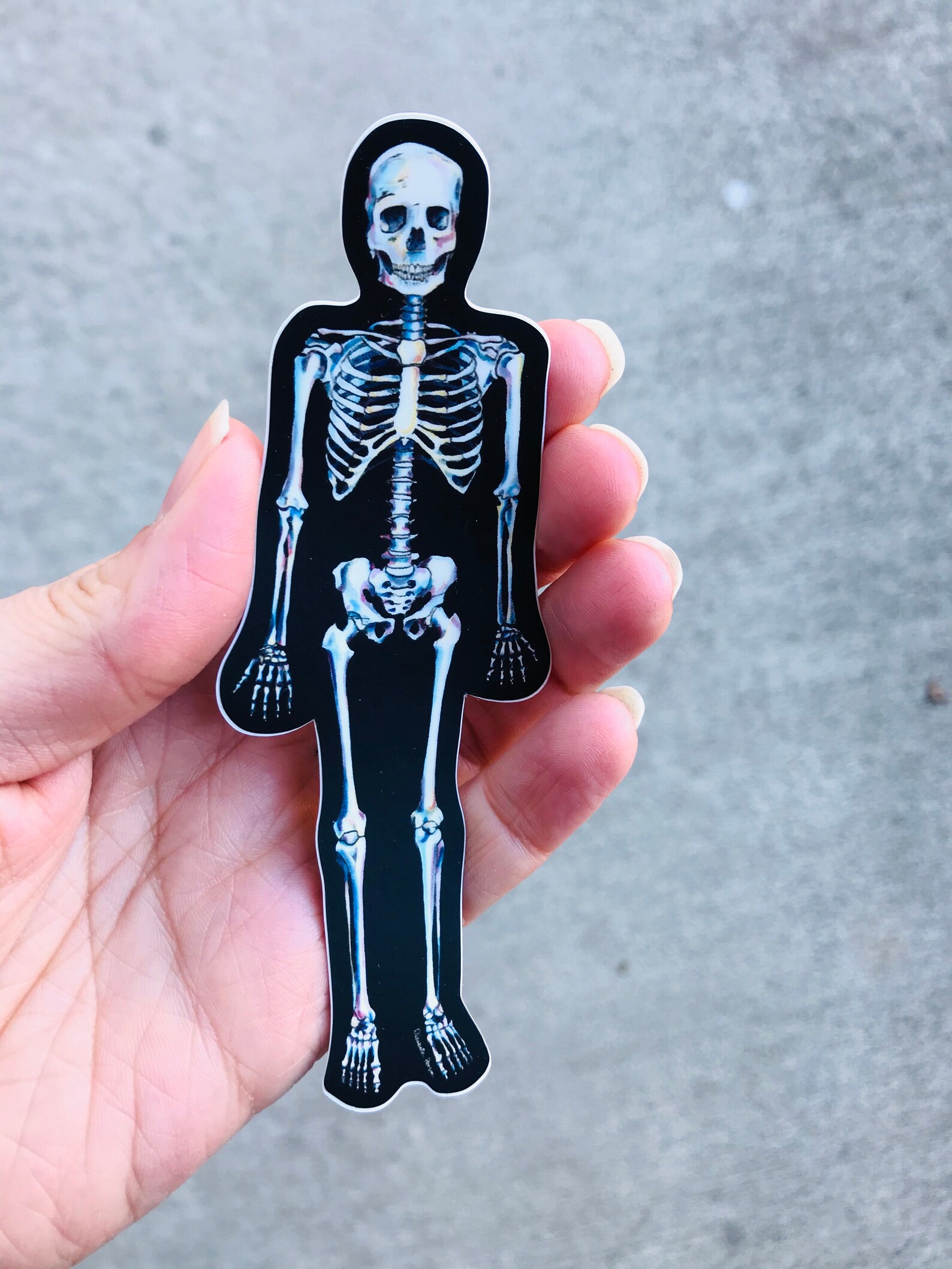 Skeleton Sticker Human Bone Structure PT Physical Therapist - Etsy