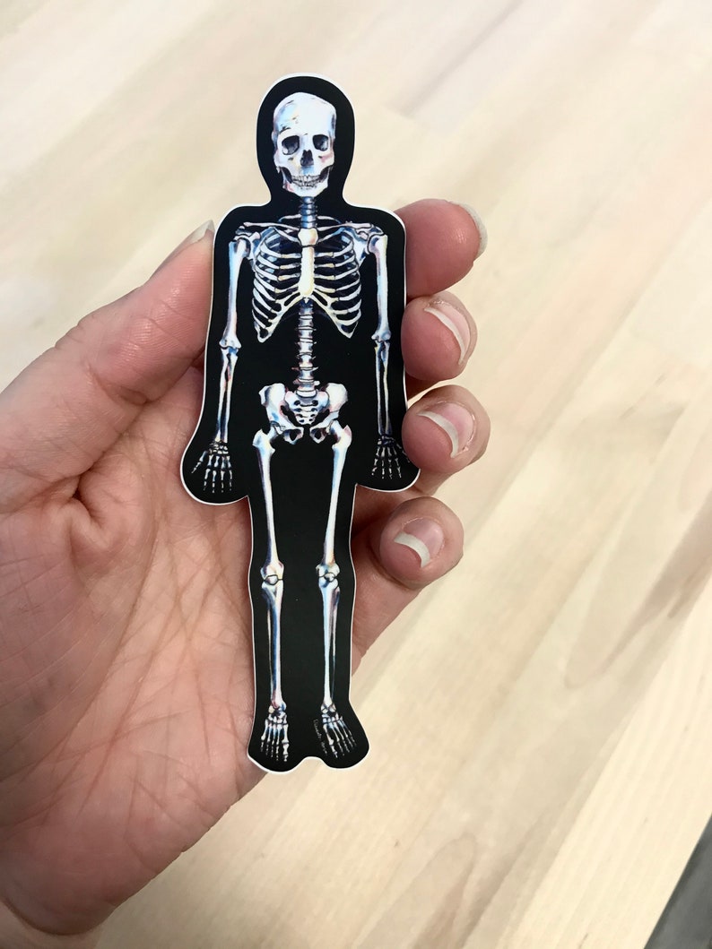 Skeleton Sticker Human Bone Structure PT Physical Therapist - Etsy