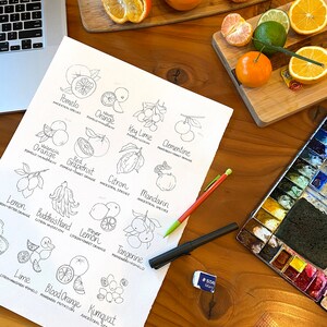 Citrus Chart Watercolor Art Print Cheerful Decor for Home Kitchen ...