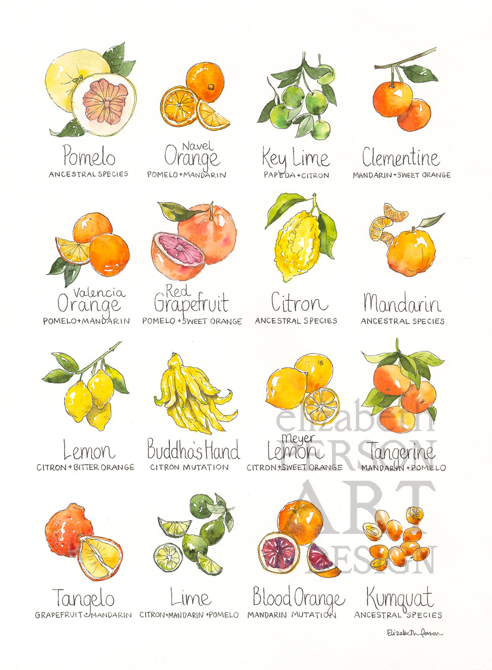 Citrus Chart Watercolor Art Print Cheerful Decor for Home | Etsy