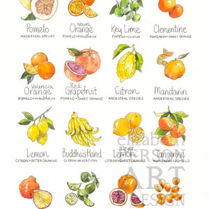 Citrus Chart Watercolor Art Print Cheerful Decor for Home | Etsy