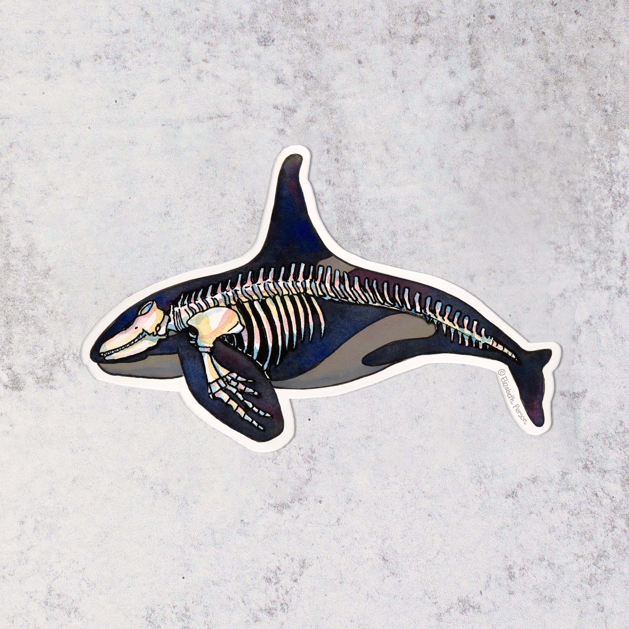 Killer Whale Skeleton Diagram