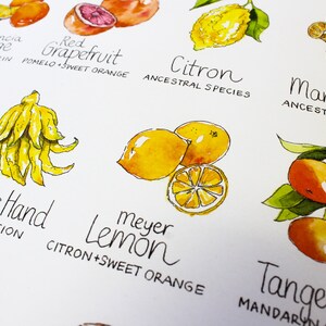 Citrus Chart Watercolor Art Print Cheerful Decor for Home Kitchen ...