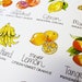 Citrus Chart Watercolor Art Print Cheerful Decor for Home Kitchen ...