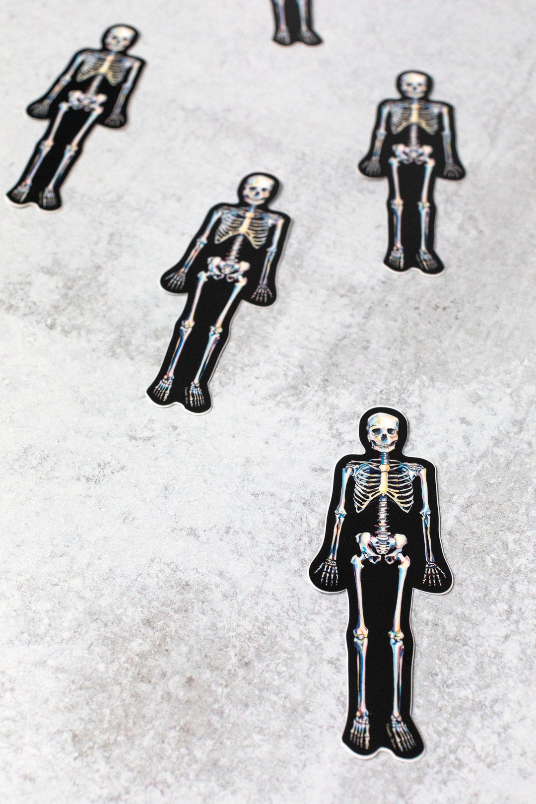 Skeleton Sticker Human Bone Structure PT Physical Therapist - Etsy