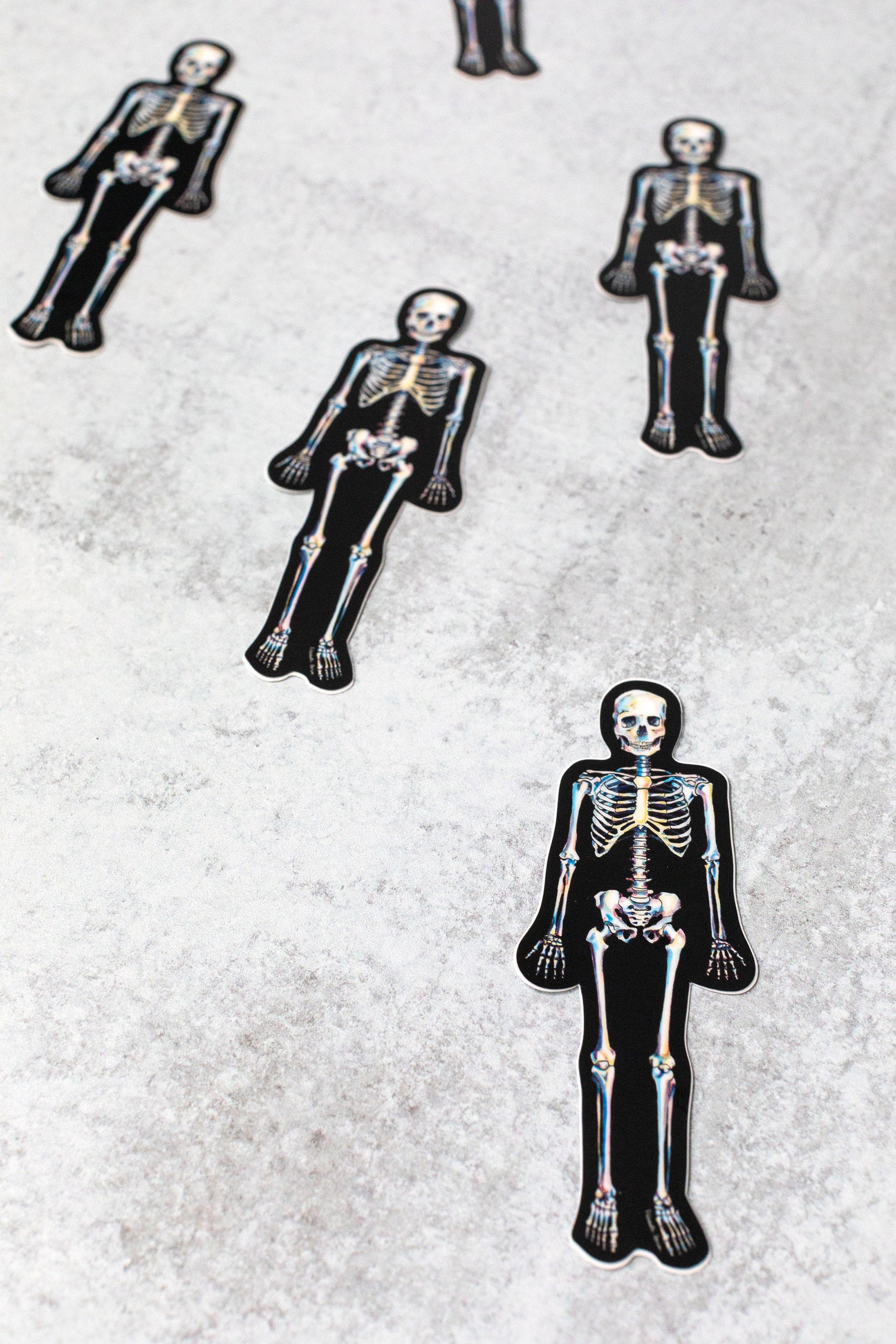 Skeleton Sticker Human Bone Structure PT Physical Therapist | Etsy