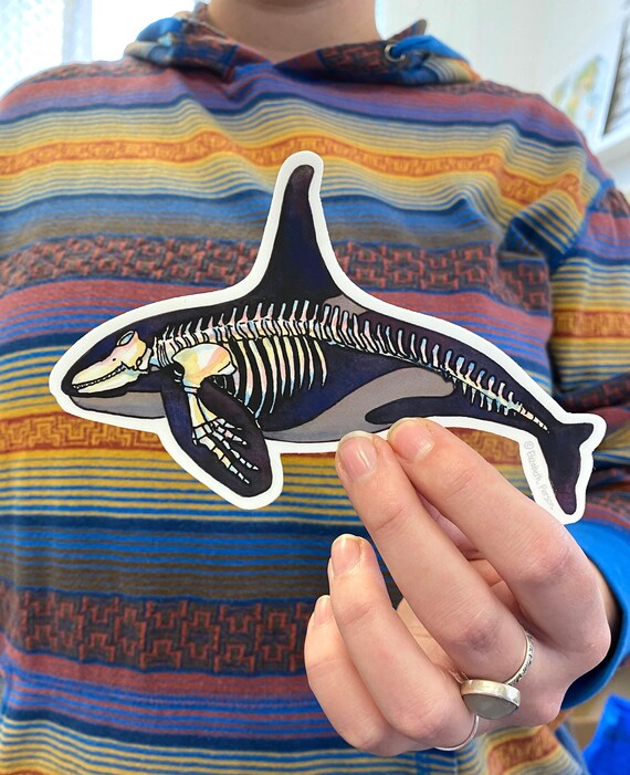 Orca Whale Esqueleto Acuarela Vinilo Pegatina para Ordenador - Etsy México