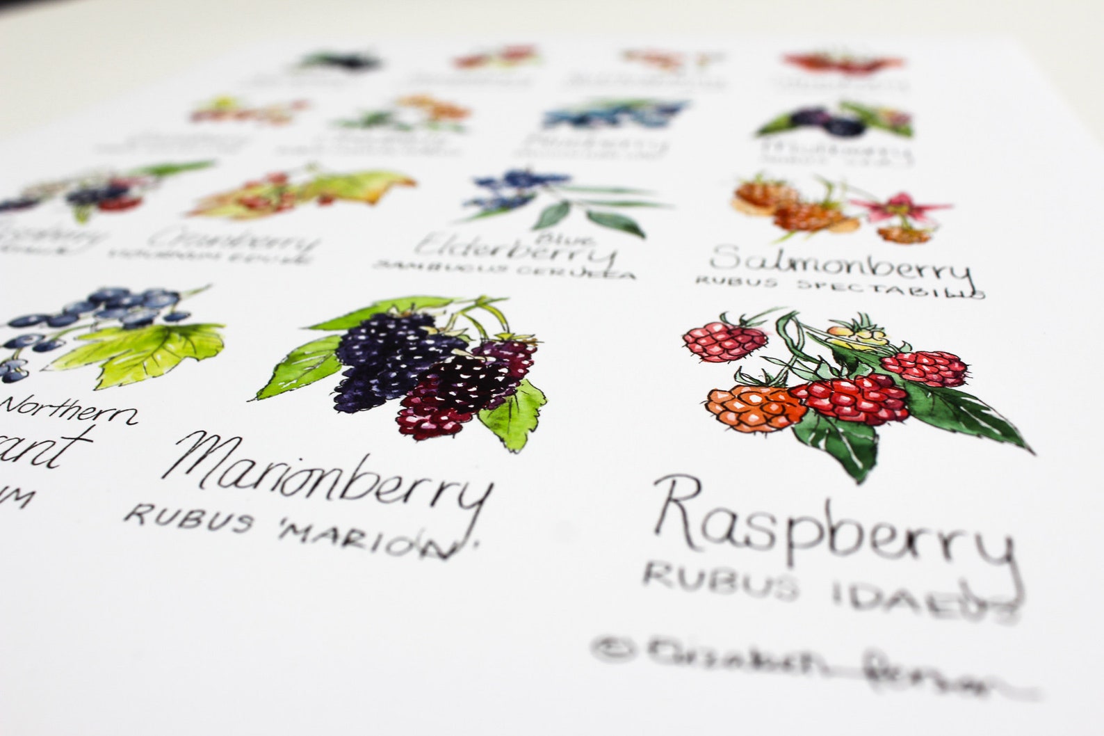 Berry Chart Watercolor Art Print Cheerful Decor for Home - Etsy