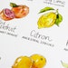Citrus Chart Watercolor Art Print Cheerful Decor for Home Kitchen ...