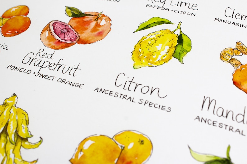 Citrus Chart Watercolor Art Print Cheerful Decor for Home | Etsy