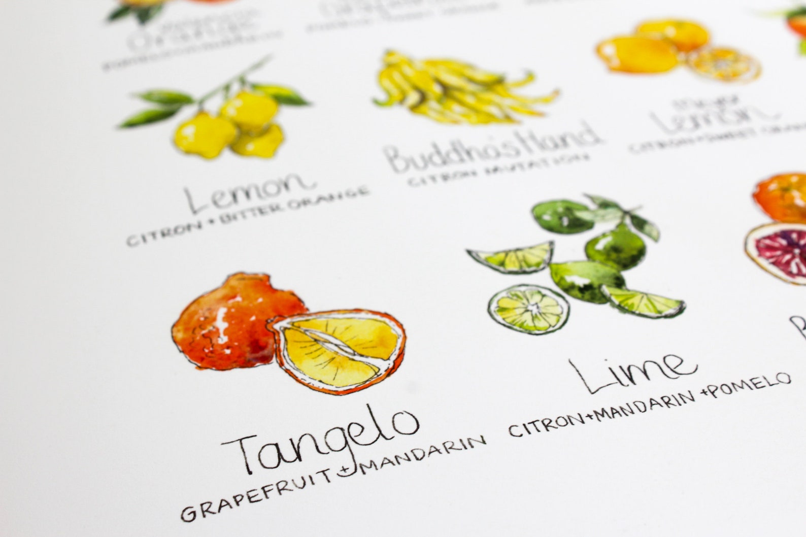 Citrus Chart Watercolor Art Print Cheerful Decor for Home | Etsy