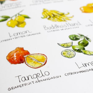 Citrus Chart Watercolor Art Print Cheerful Decor for Home Kitchen ...