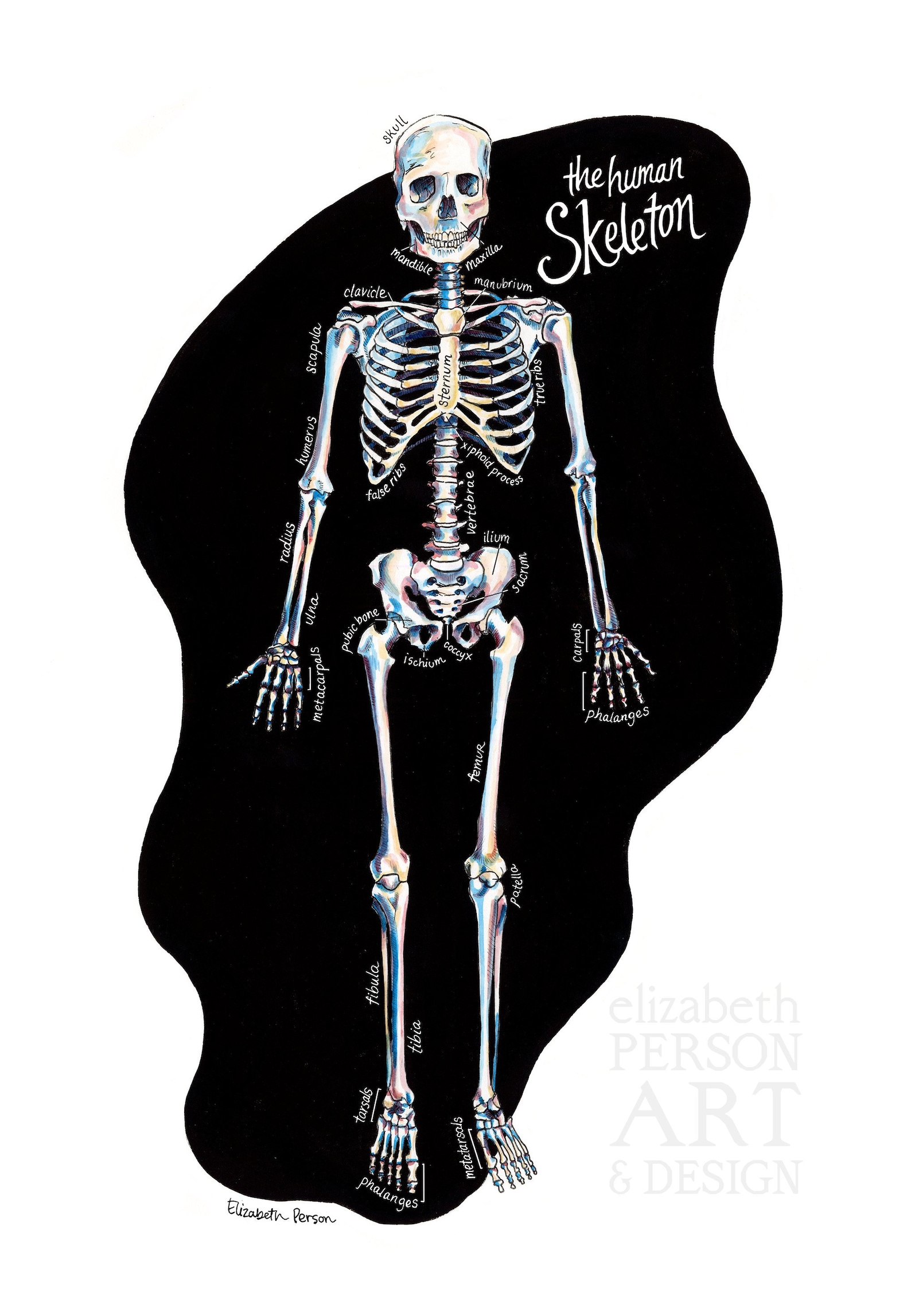 The Human Skeleton Watercolor Illustration Medical Anatomy Art Print ...