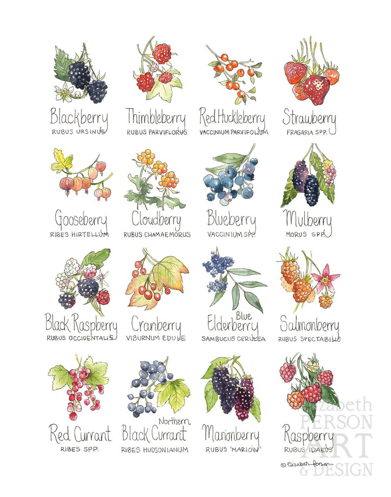 Berry Chart Watercolor Art Print Cheerful Decor for Home | Etsy