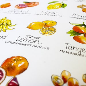 Citrus Chart Watercolor Art Print Cheerful Decor for Home Kitchen ...