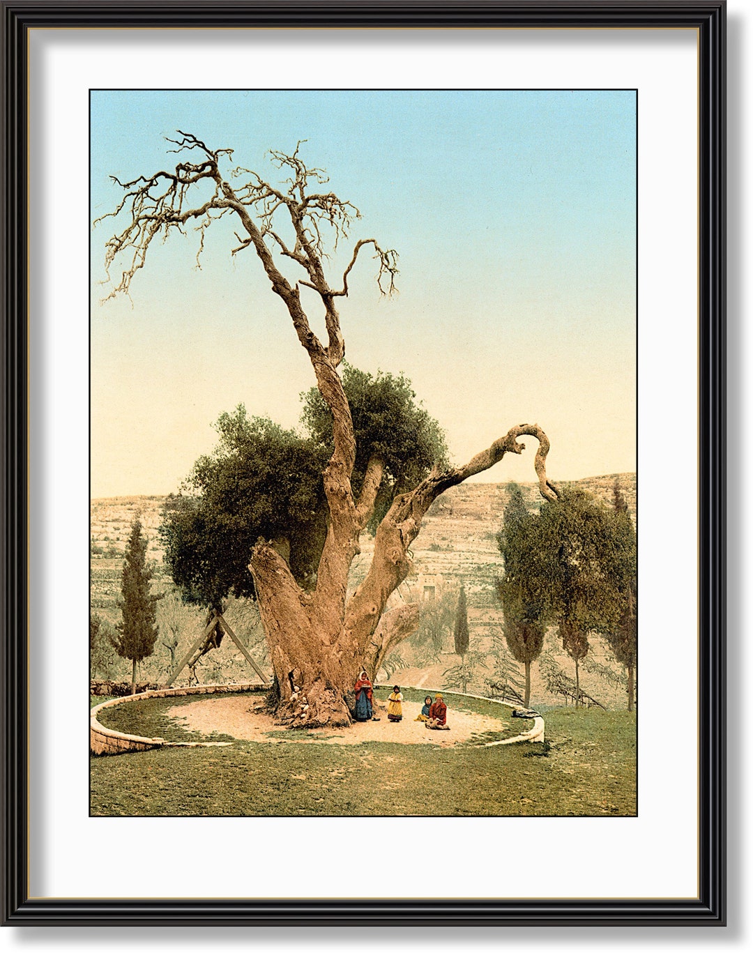 Tree of Abraham,oak of Mamre,oak of Abraham,5000 Year Old Holy Tree ...